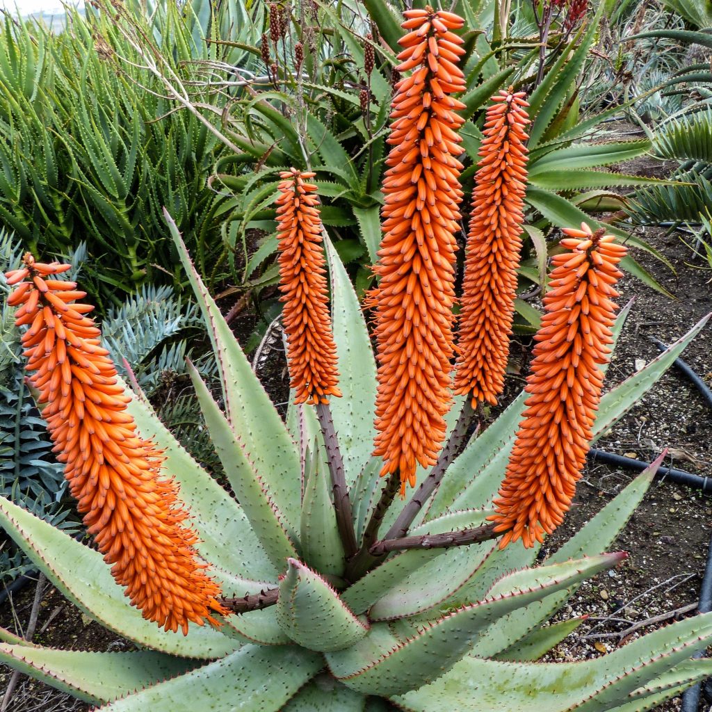 The Healing Power of Aloe Ferox - Yusram Herbal